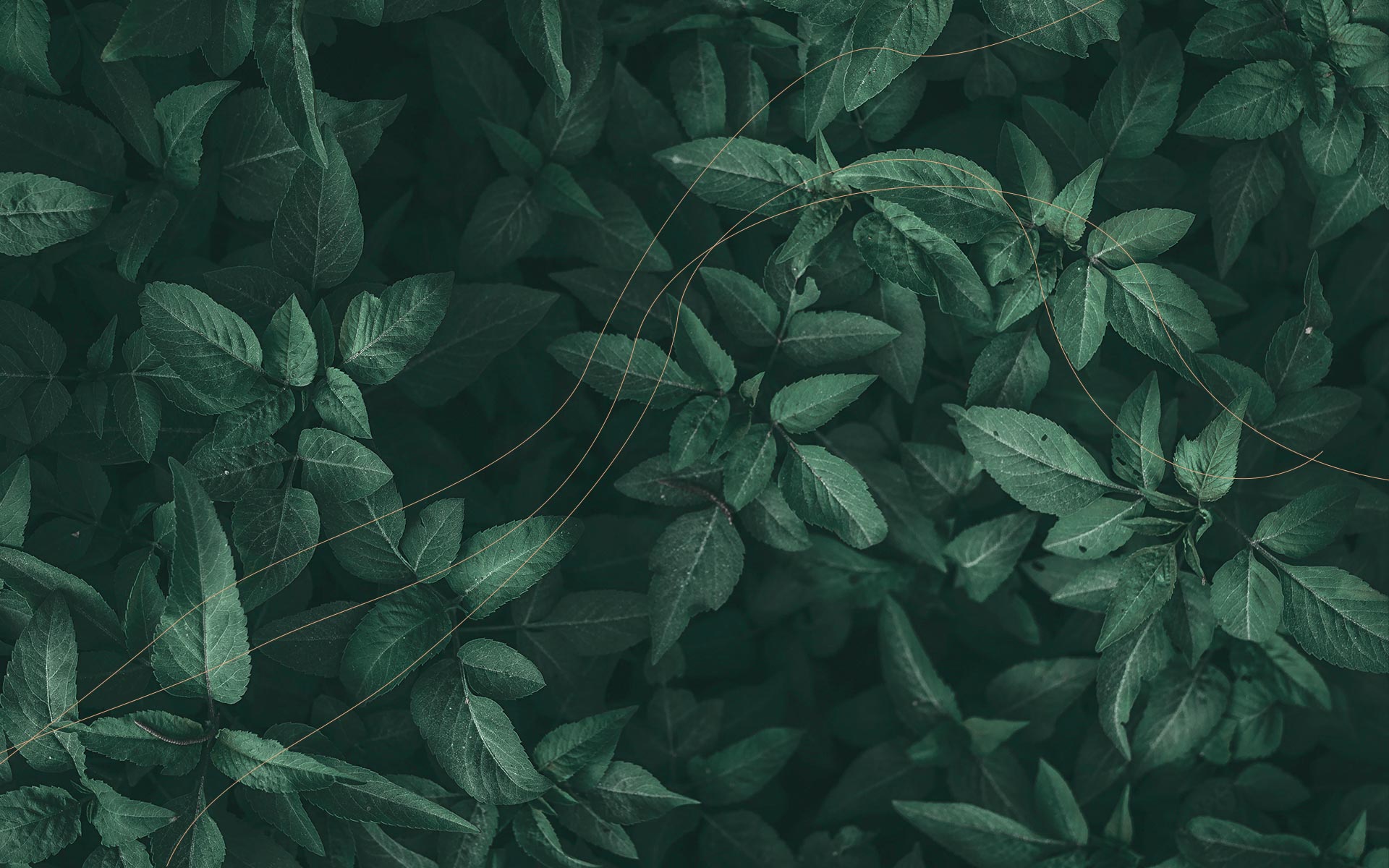 Skin And Beyond Spa Chicago. Best Facial. Advanced Facials.